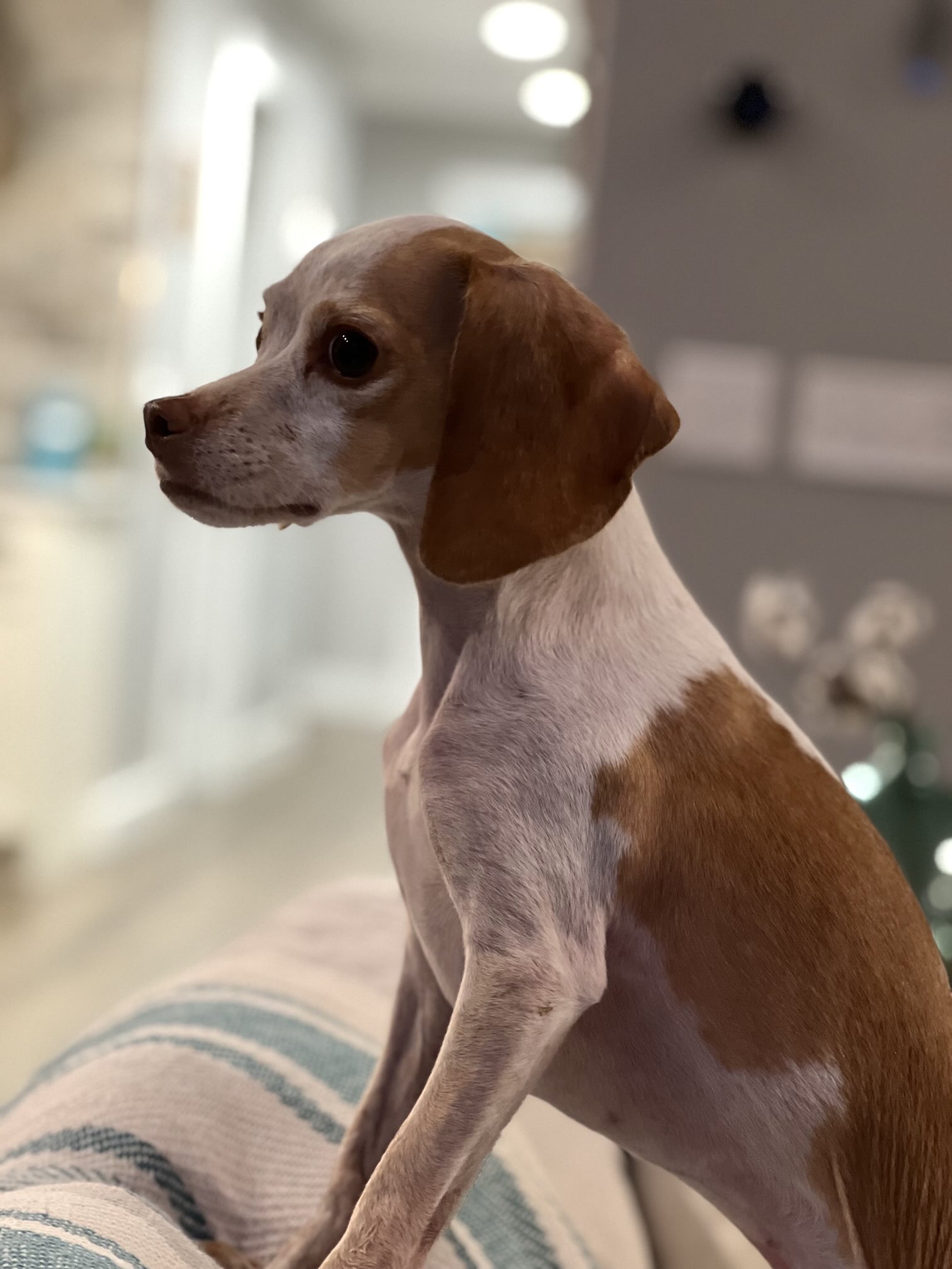 Italiaanse Greagle Italian Greyhound Small Animal White ID:21442