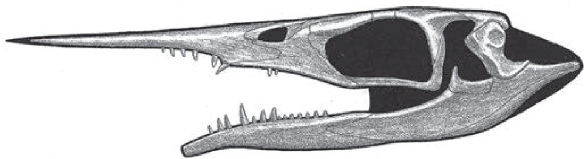 Xinpusaurus, a peculiar thalattosaurian reptile from the Middle-Late ...