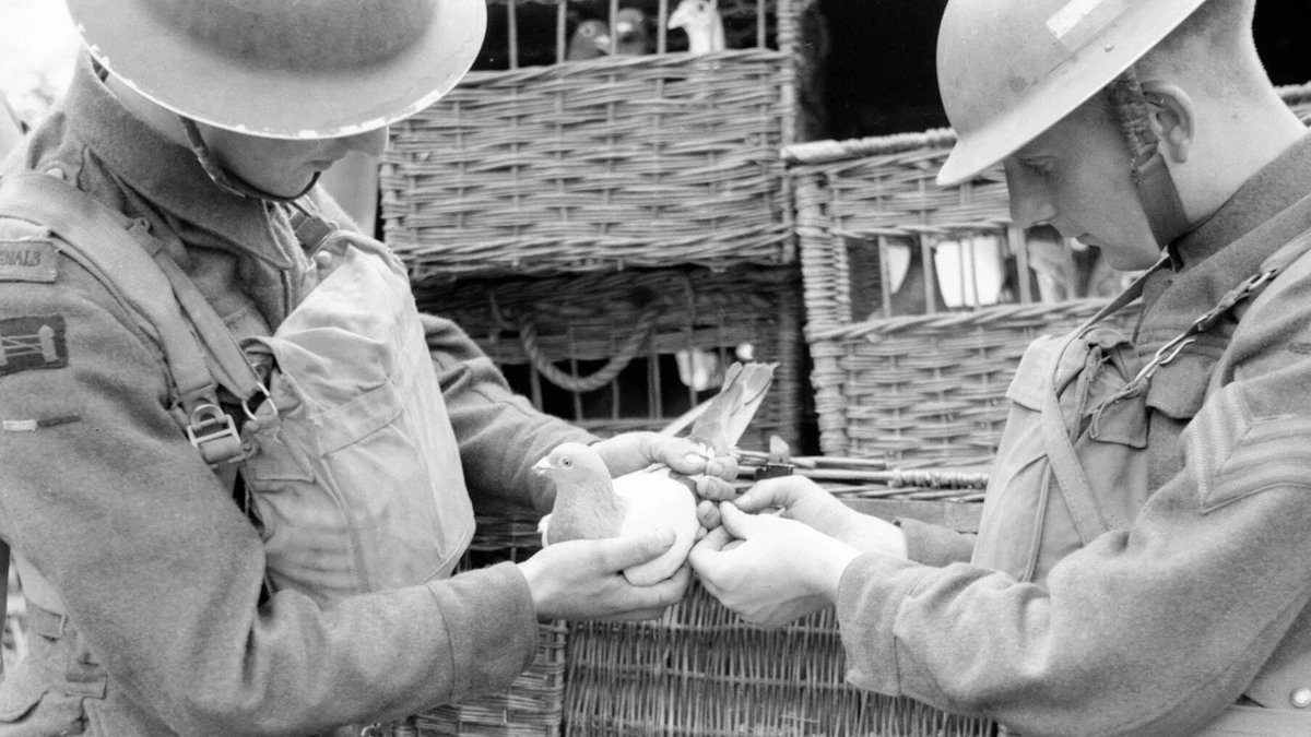 Thread by @ivanfamil on Thread Reader App – Thread Reader App