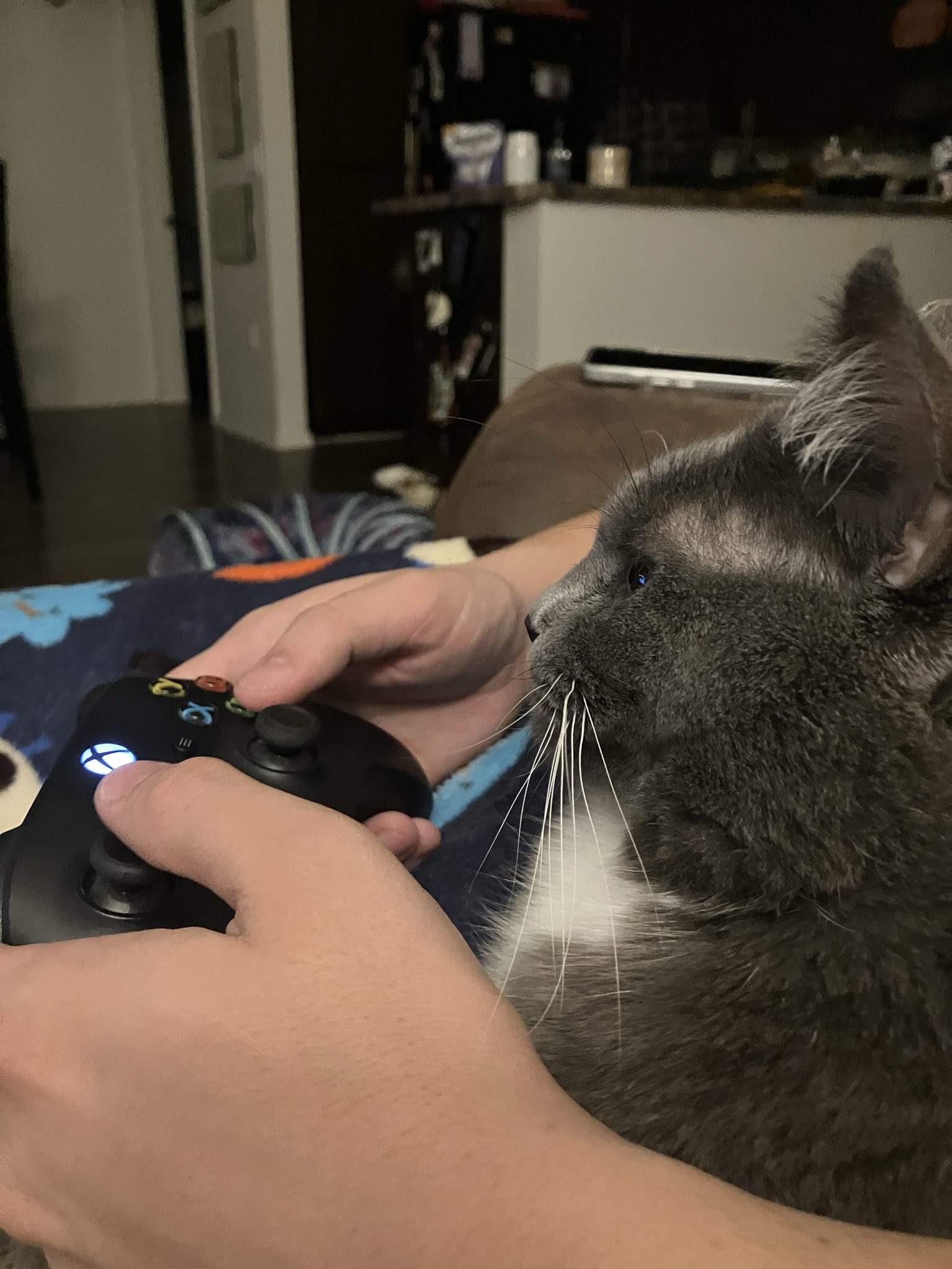 Cat Playing Xbox