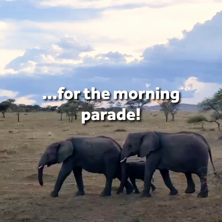 Good Morning Elephants Elephant Saying Good Morning | TikTok