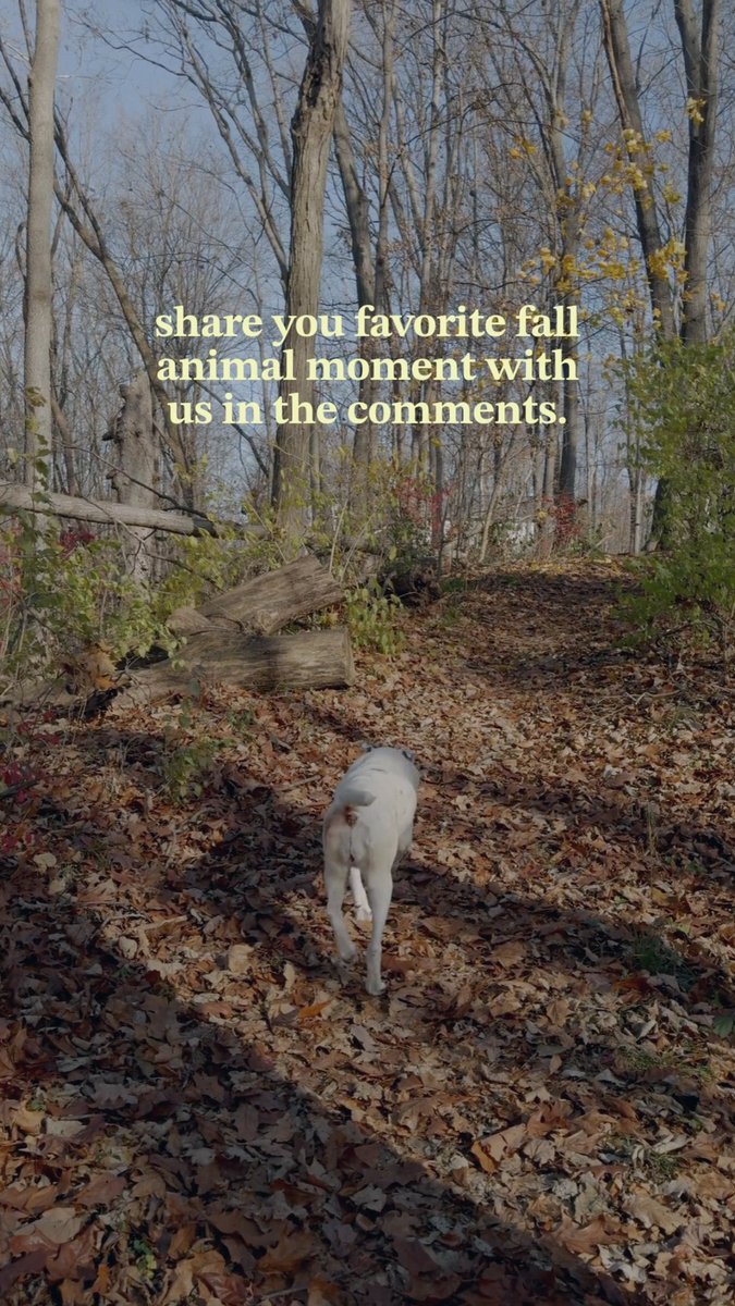 Fall Dog Quotes