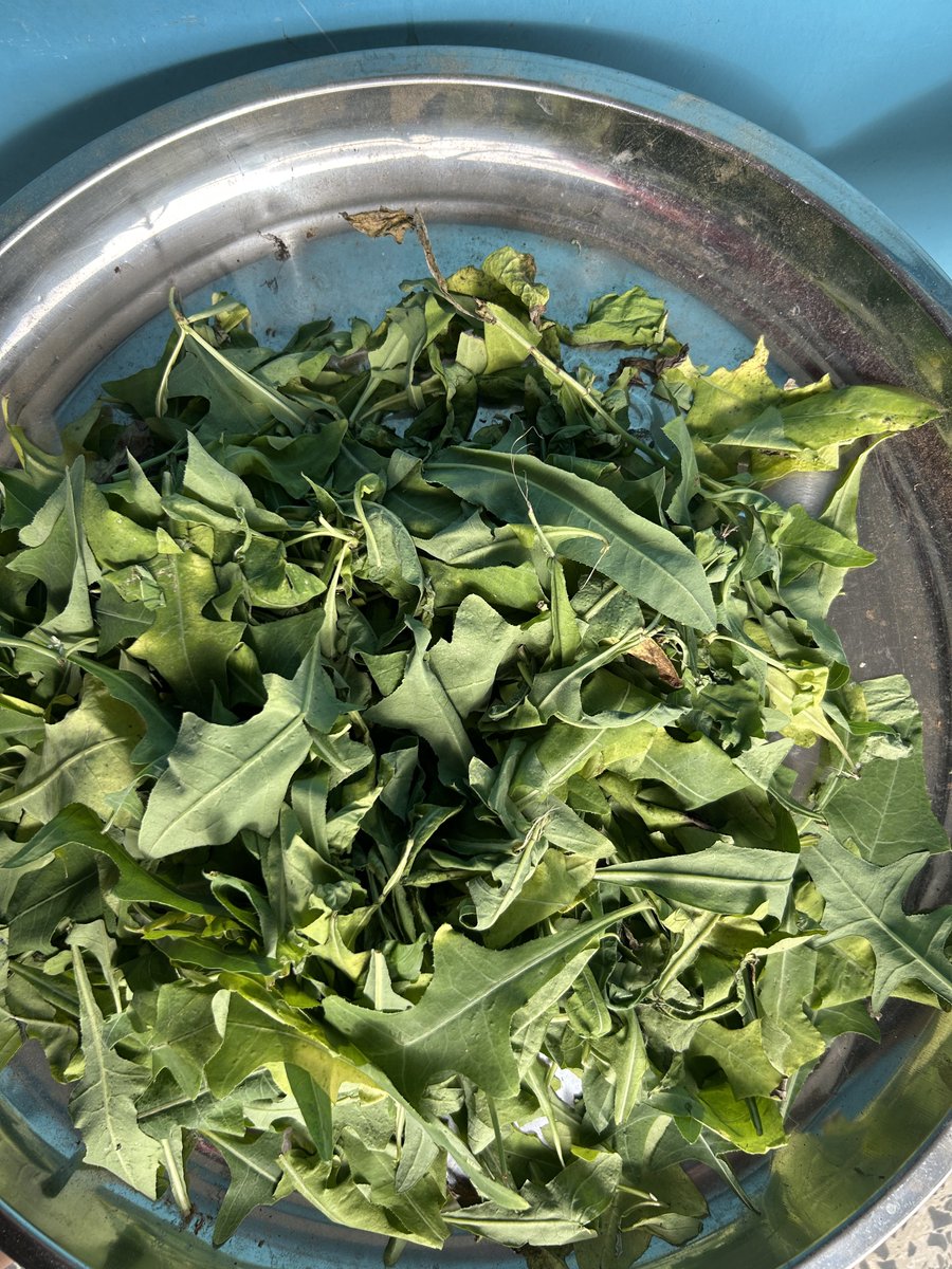 Dandelion Leaf In Yoruba