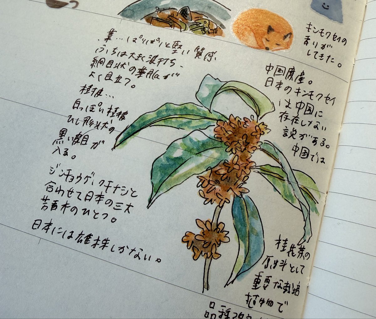 「これは髪の毛で隠れるほよちゃんのおしりです 」ナナメ🐭COMITIA154 - K52aの漫画