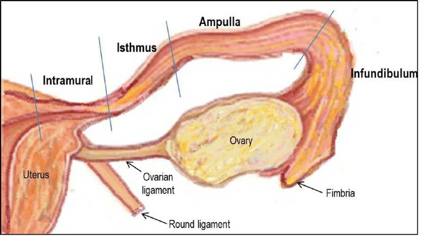 Infundibulum Female Reproductive System