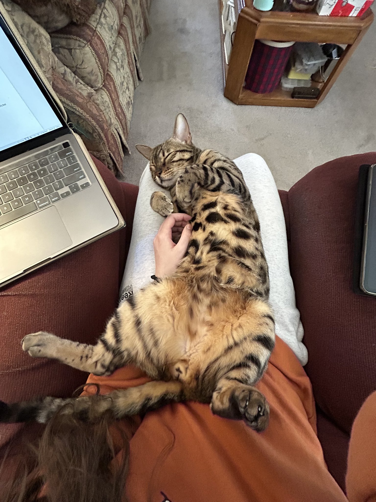 Bengal Cat Memes I Can Has Cheezburger? Bengal Funny Animals