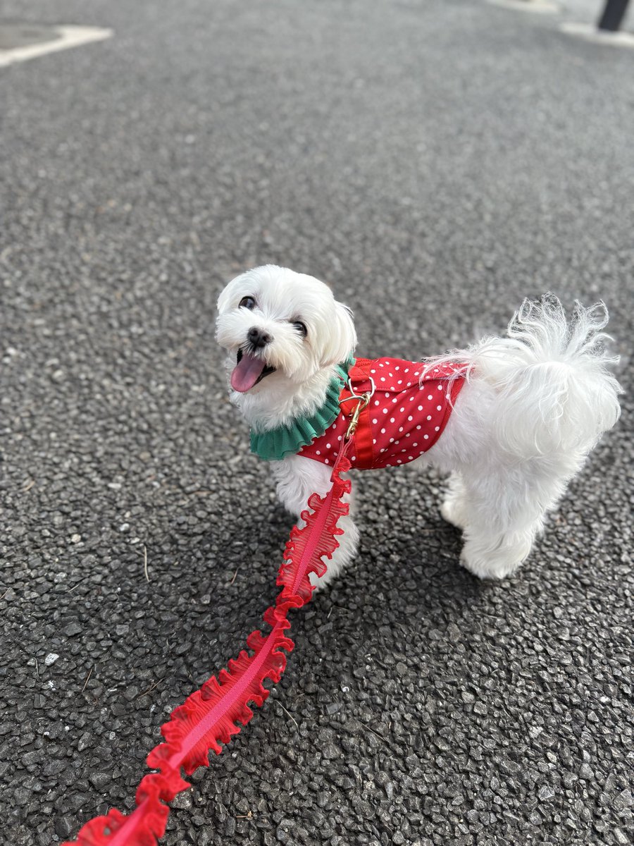 SONE-381 มินามิ โคจิมะ ผู้สูงอายุที่ถูกแฟนหนุ่มของน้องส