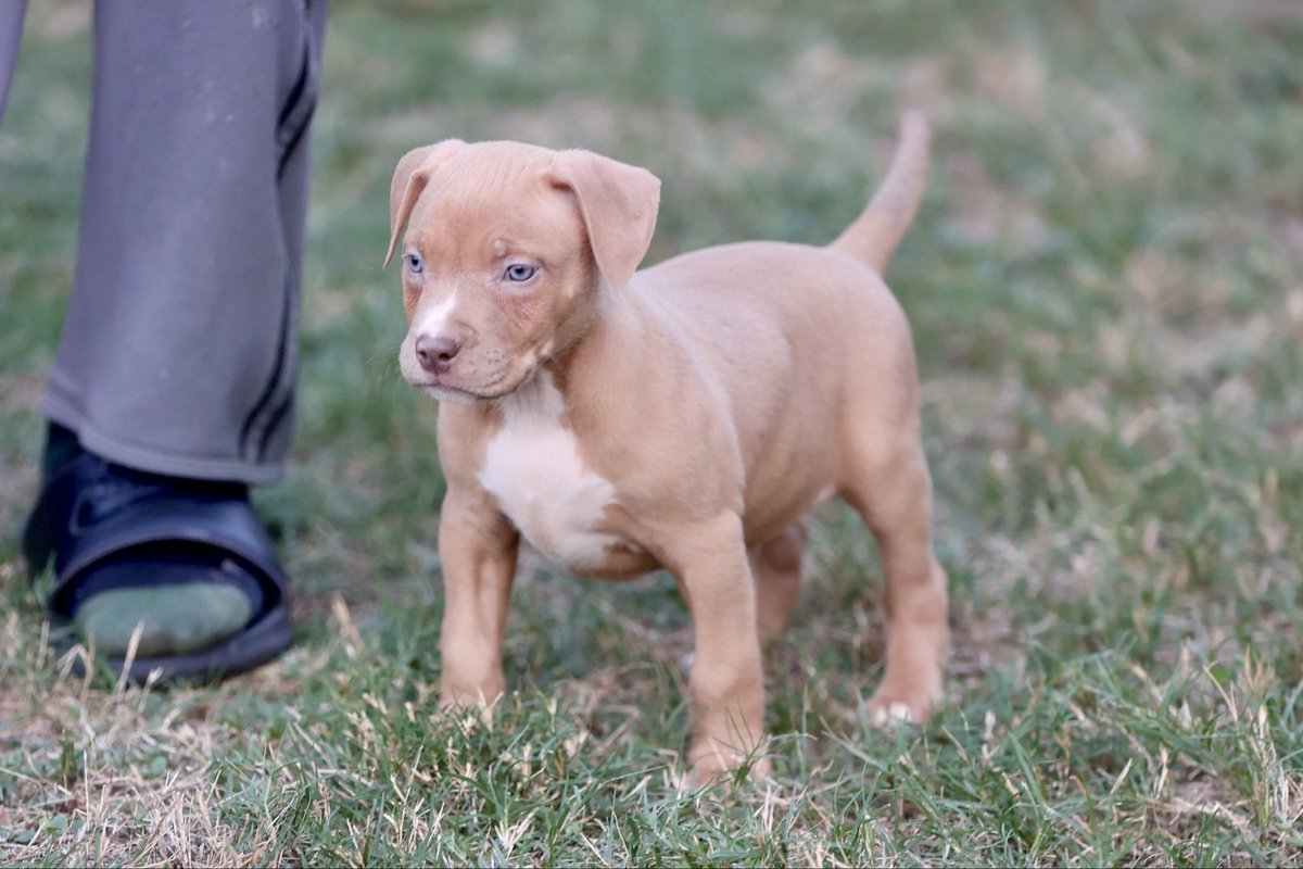 Baby Blue Nose Pitbull White