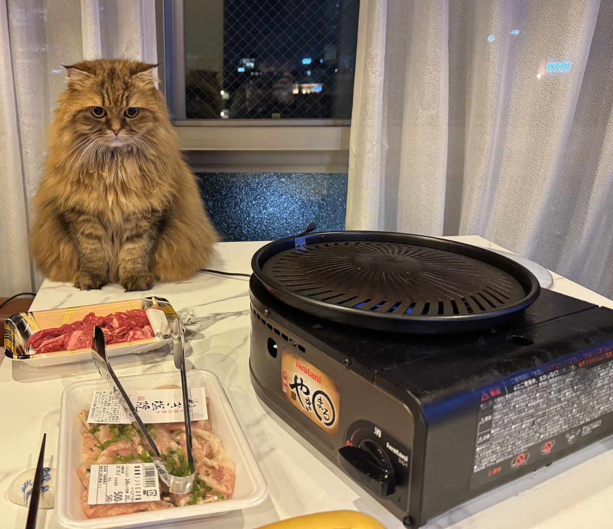 ふんわー？(飯田さん、新行さんと楽しくお話してたら逃しました...) #cozy1242 https://t.co/WaYht9haTg