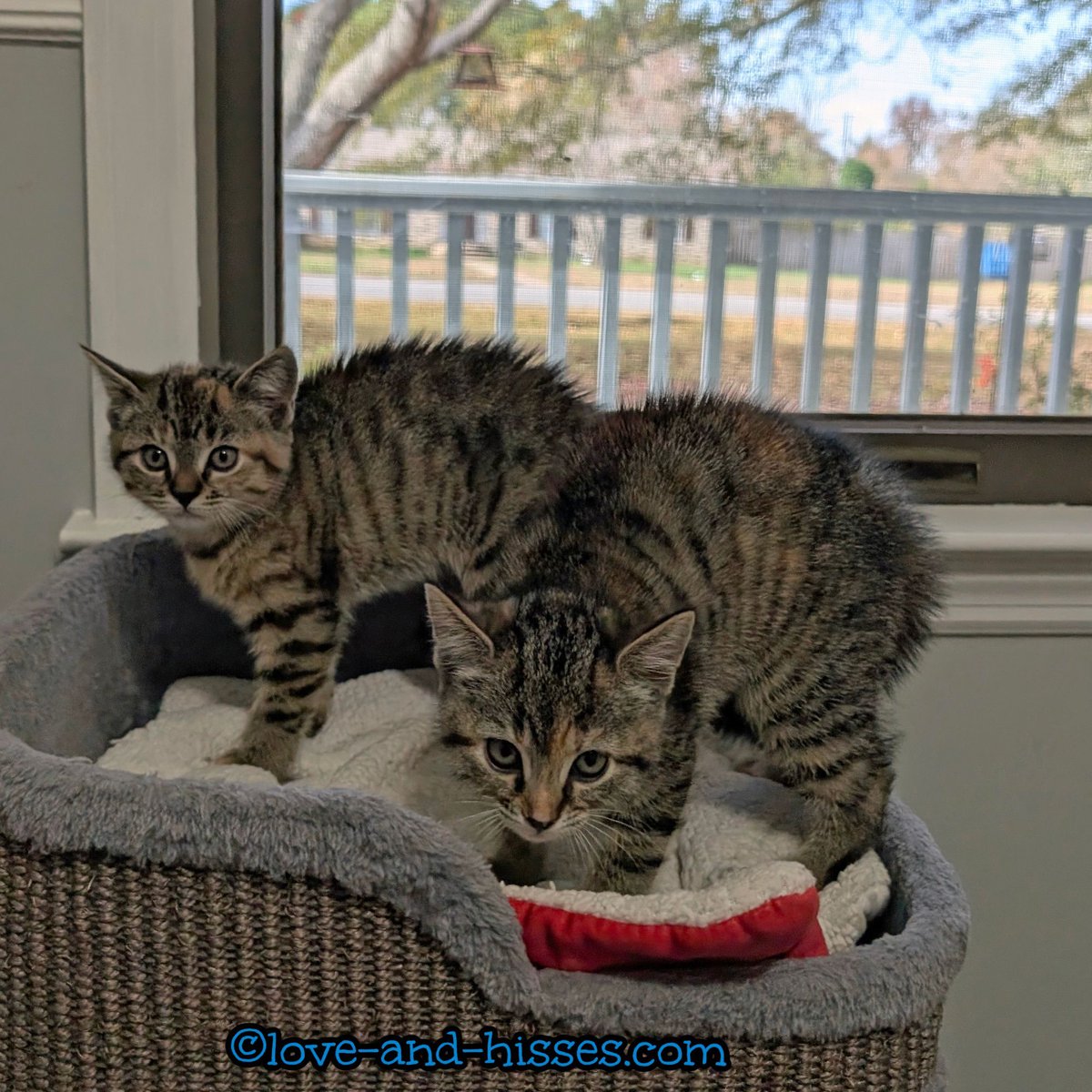 ChaCha ran into the room, startling Flamenco (left) and Sashay, and ...
