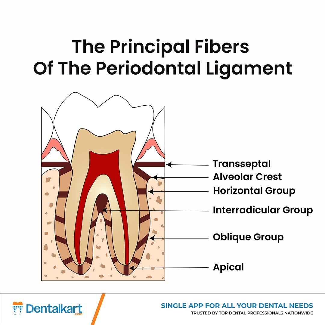 Alveolar Margin What Is An Alveolar Fracture? – Oasis Discussions