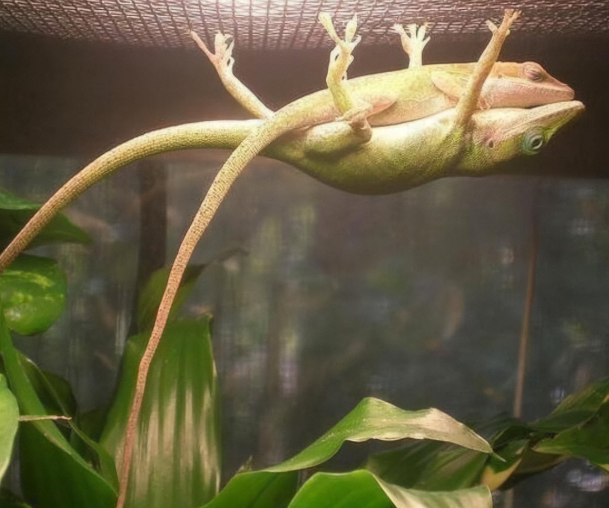 Boyfriend lizard lifting his girl so she can nap in peace 🤌🏻😍