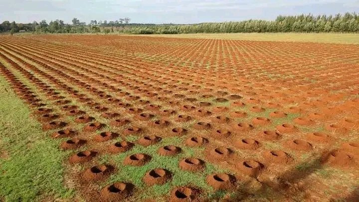 🌽 This method is amazing and helps in conserve water especially during ...