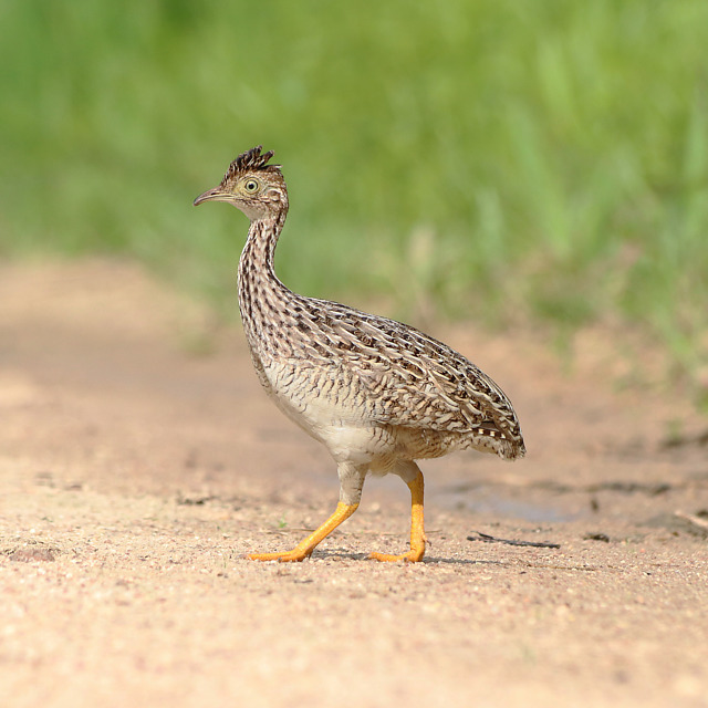 Passaro Codorna