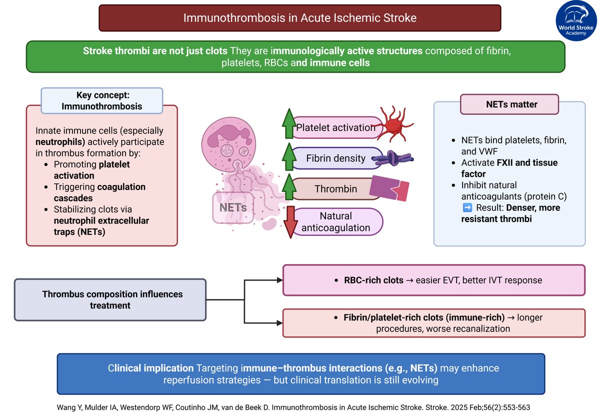 International Stroke Conference (ISC) 2025 Highlights: Joint Roundtable ...
