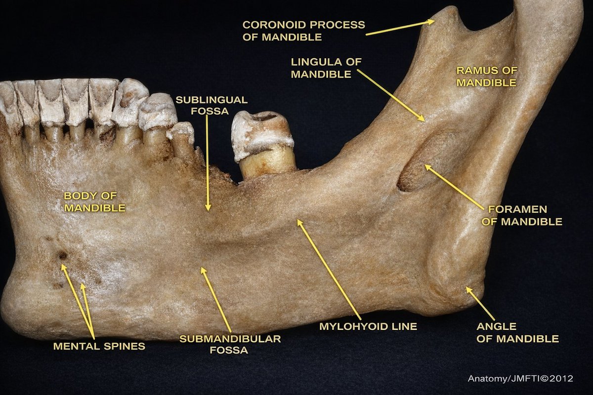 Submandibular Fossa And Sublingual Fossa