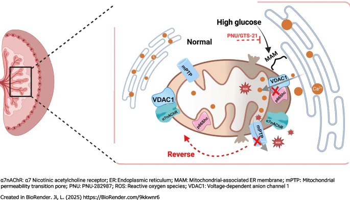 2024: The year to take European action on diabetes to the next level ...