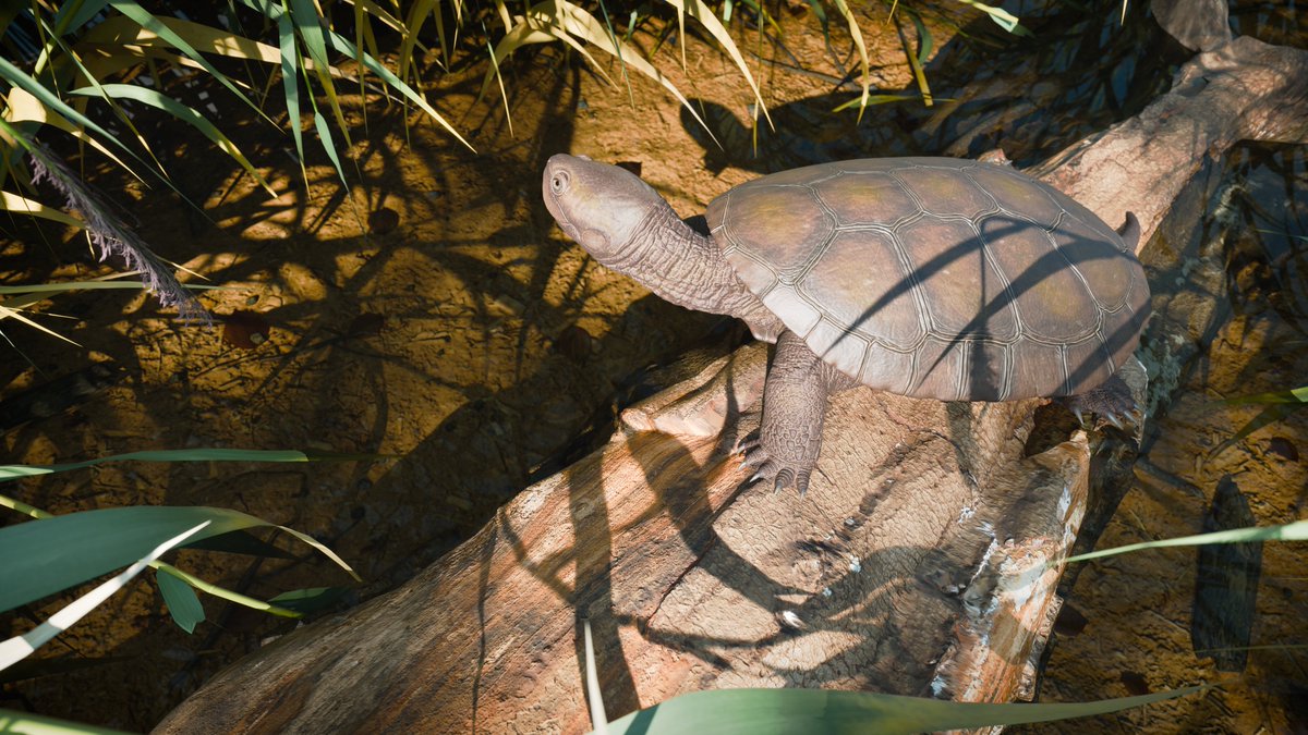 A basking Mongolemys elegans. This rather obscure species inhabited the ...