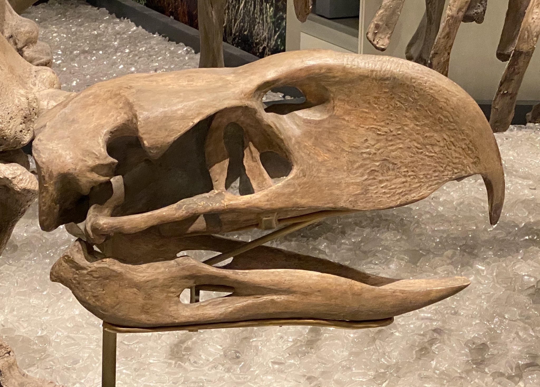 Squelette De Phorusrhacos