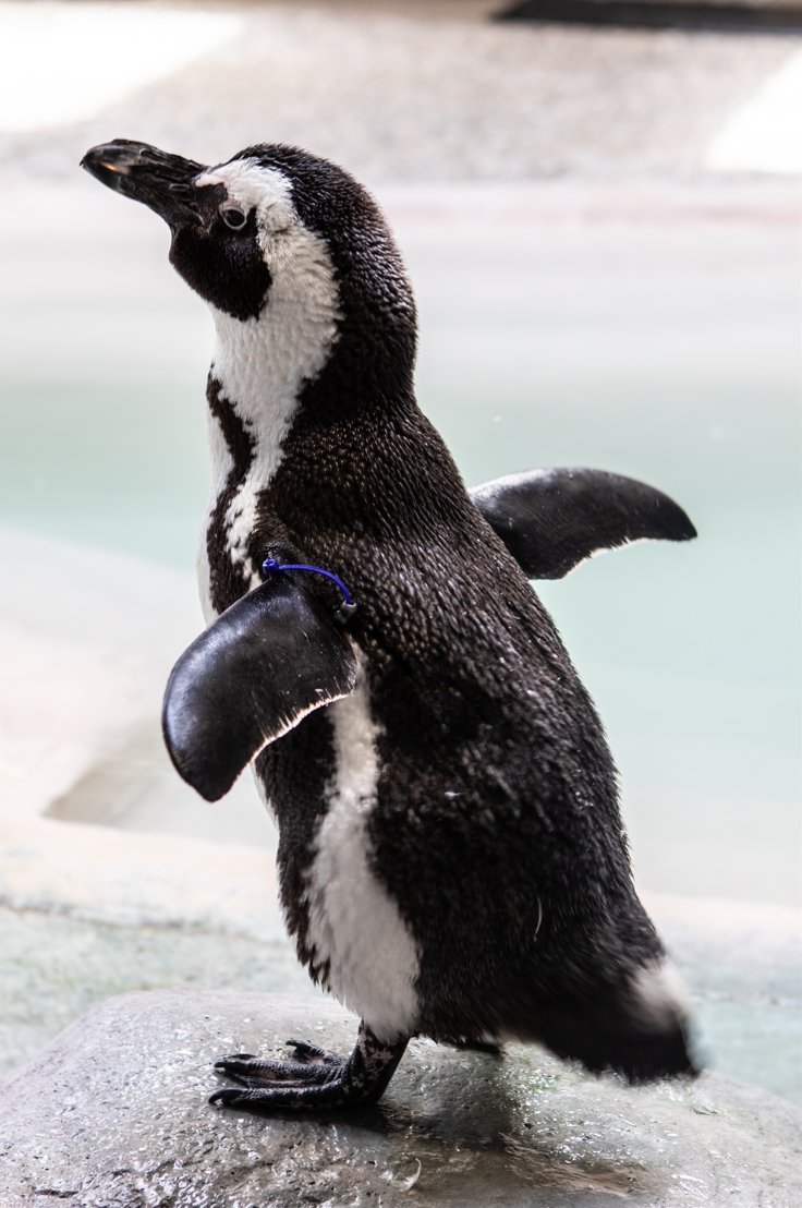Penguin Tail