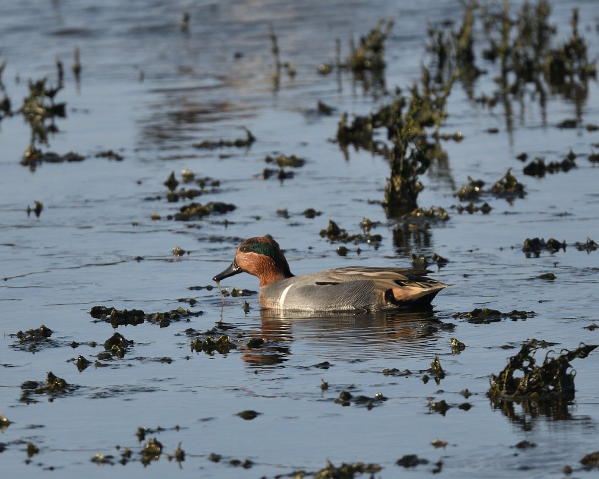Detailed Survey Method - Cornwall Birds (CBWPS)