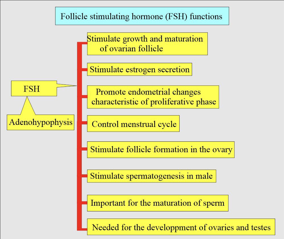 𝐓𝐡𝐞 “𝐘𝐢𝐧 𝐚𝐧𝐝 𝐘𝐚𝐧𝐠” 𝐨𝐟 𝐑𝐞𝐩𝐫𝐨𝐝𝐮𝐜𝐭𝐢𝐨𝐧 𝐔𝐧𝐥𝐨𝐜𝐤𝐢𝐧𝐠 𝐭𝐡𝐞 𝐒𝐞𝐜𝐫𝐞𝐭𝐬 𝐨𝐟 𝐋𝐮𝐭𝐞𝐧𝐢𝐳𝐢𝐧𝐠 ...