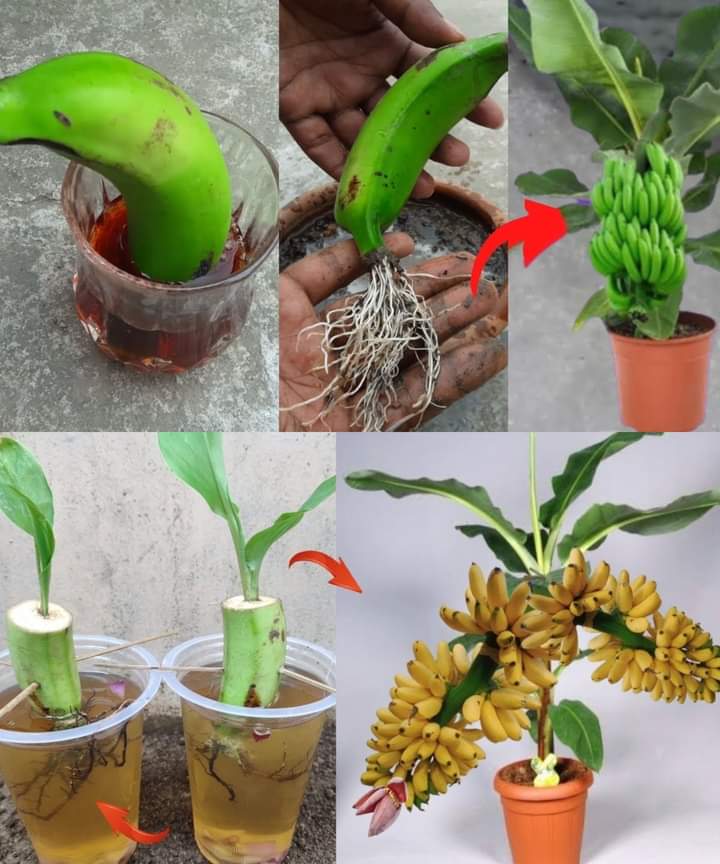 Banana Bonsai Tree
