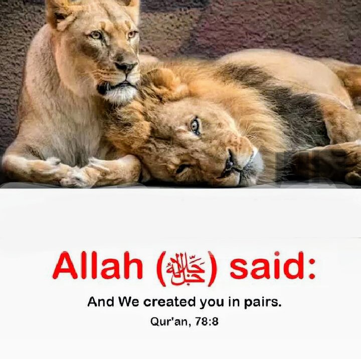 Lion Of Allah Quotes