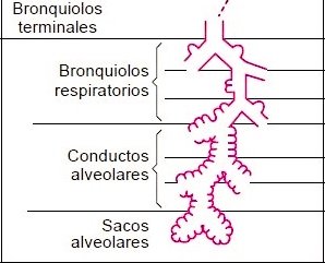 Bronquiolos Terminales