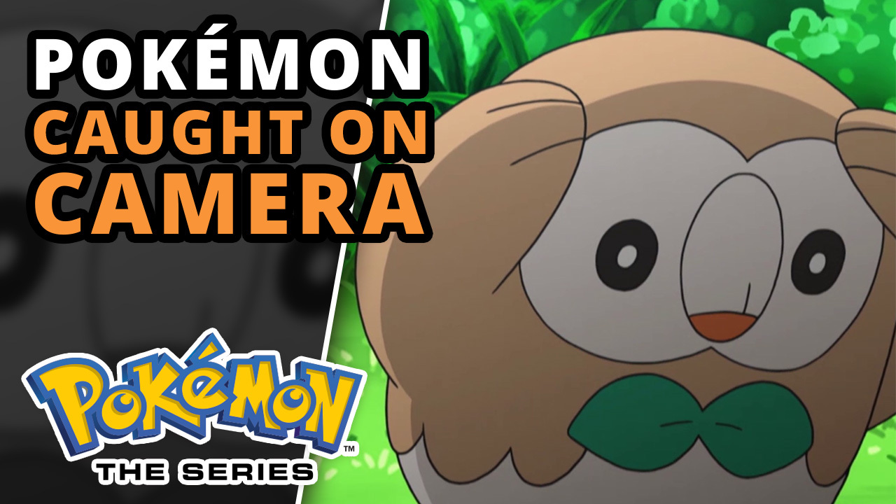 Rowlett Memes Me:Rowlet I Choose Youuuuuuu! Rowlet : Excuse Me!! Do