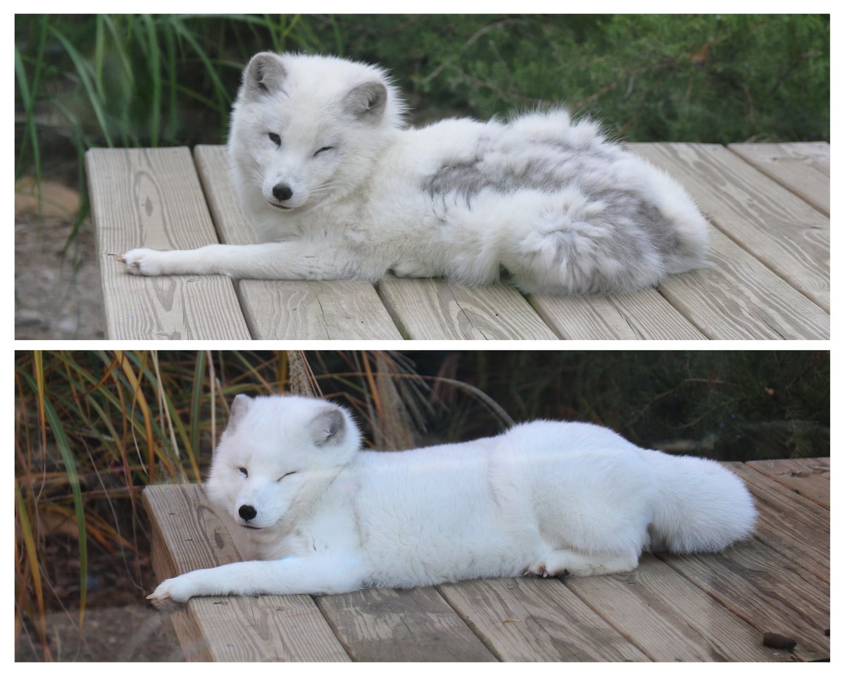 Arctic Fox Cubs Winter