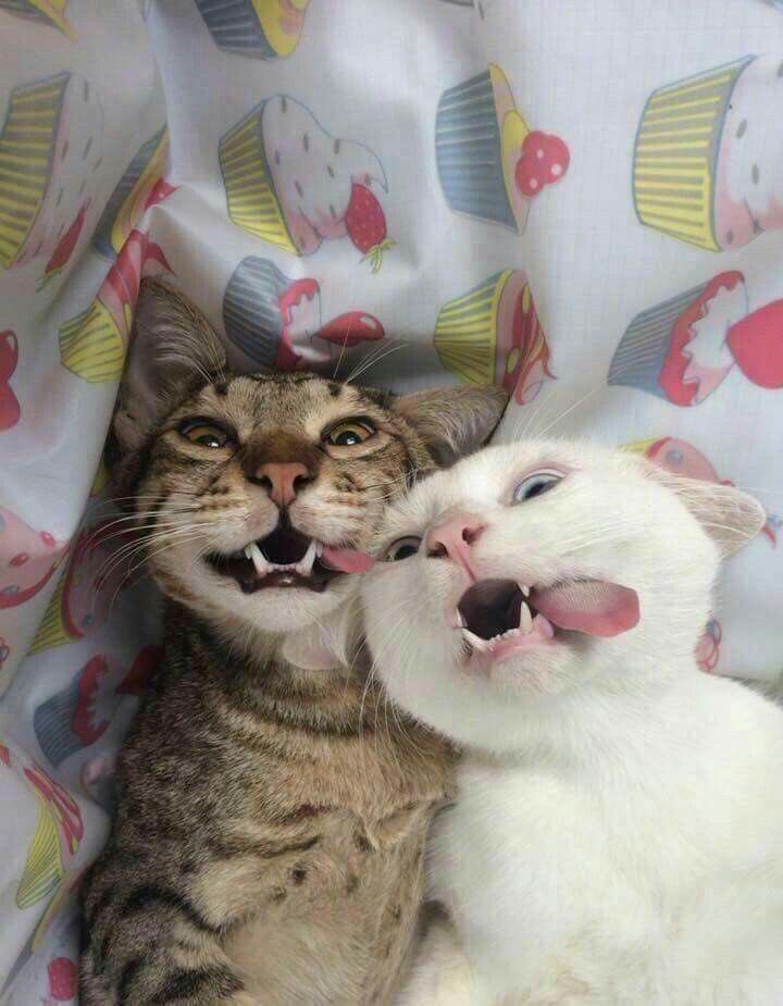 Animals Laughing Together