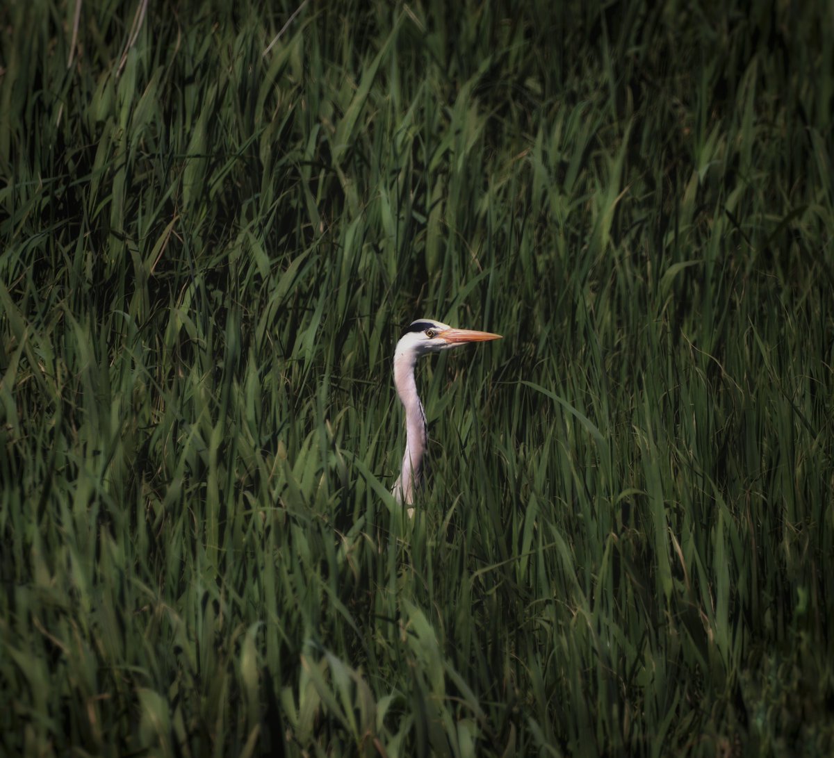 Cornwall Bird Report 1960 - Cornwall Birds (CBWPS)