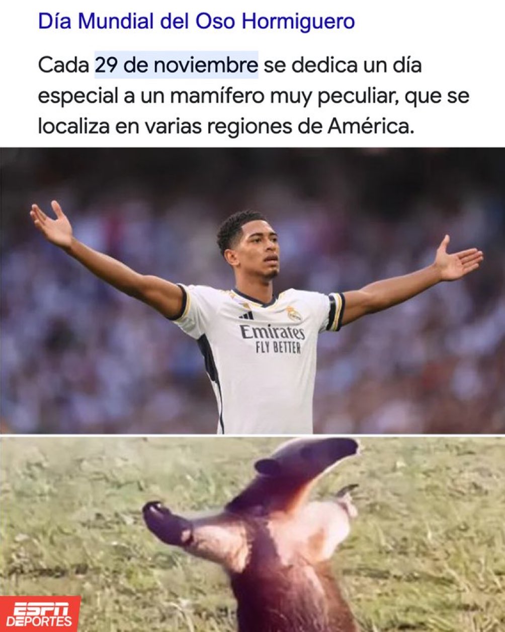 Meme Del Oso Hormiguero