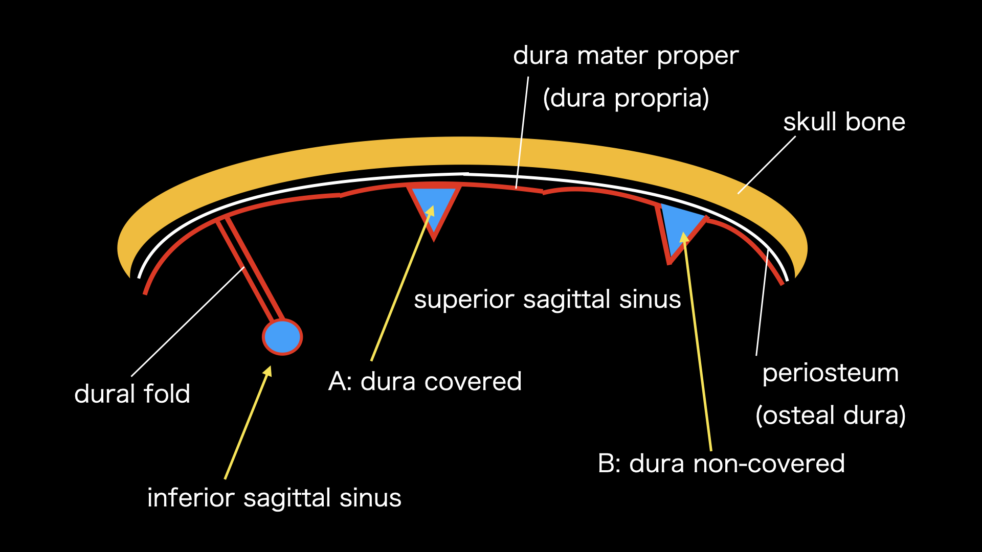 Superior Sagittal Sinus Diagram