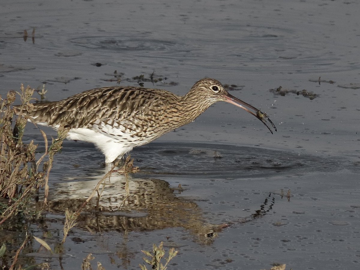 The Macmillan Field Guide to Bird Identification 1st edition - Cornwall ...