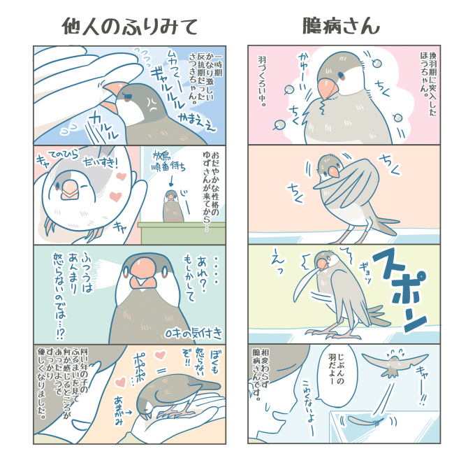 おしらせ】12/3東京ビックサイト #COMITIA146 に出展します。新刊はフルカラー文鳥漫画本「BUNCHOBO」文/ 新木南生 2/16コミティアK54bの漫画