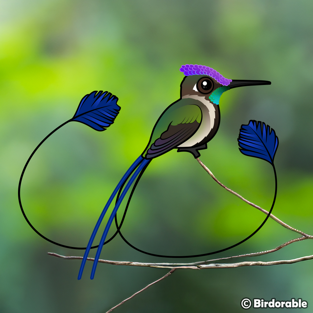 Marvelous Spatuletail Hummingbird, Illustration Stock, 54% OFF