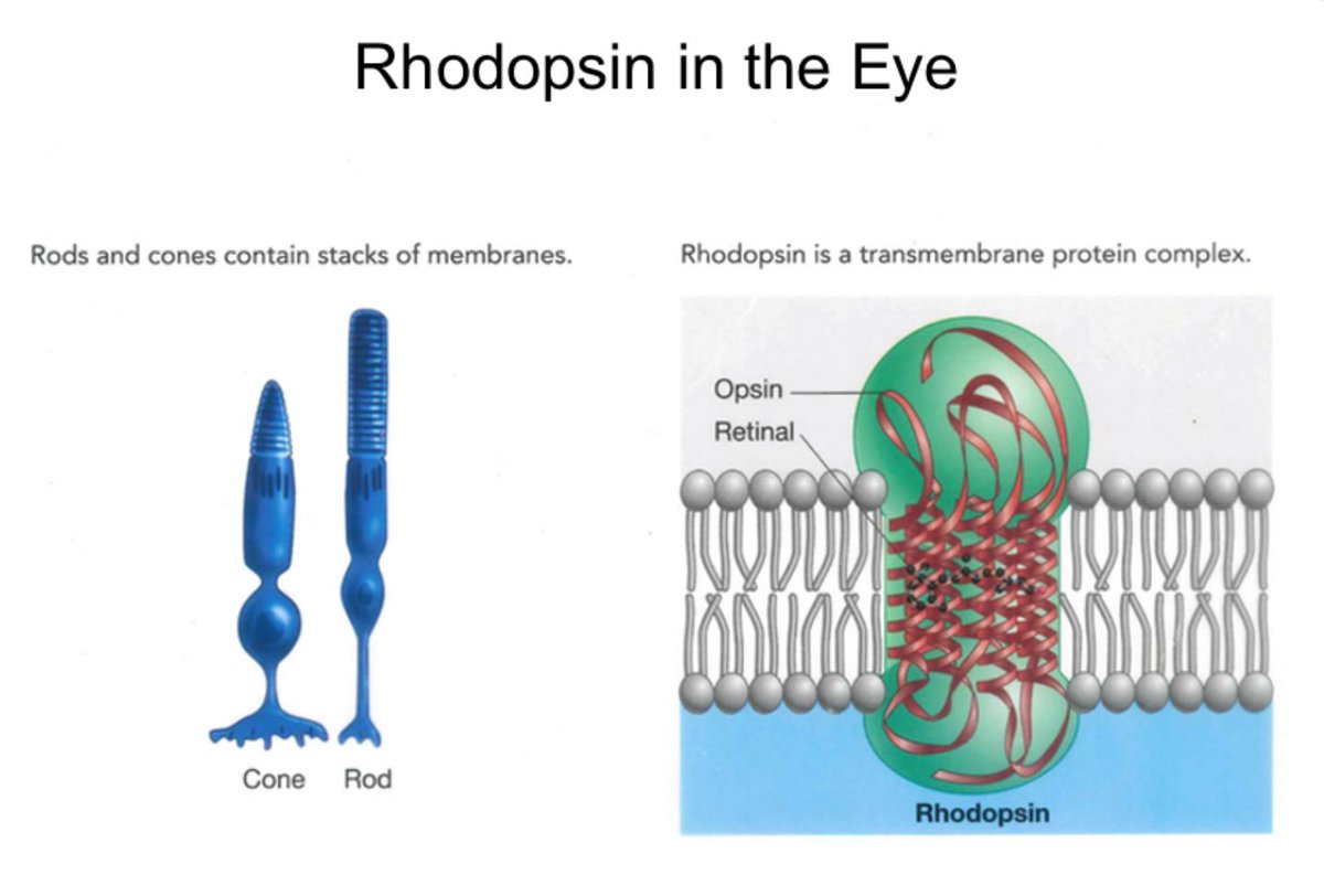 Opsins 101 If sunlight is inherently toxic, why did evolution build ...