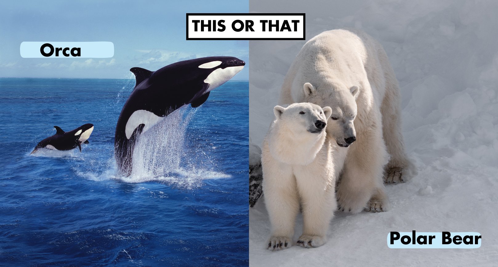 Polar Bear Vs Killer Whale