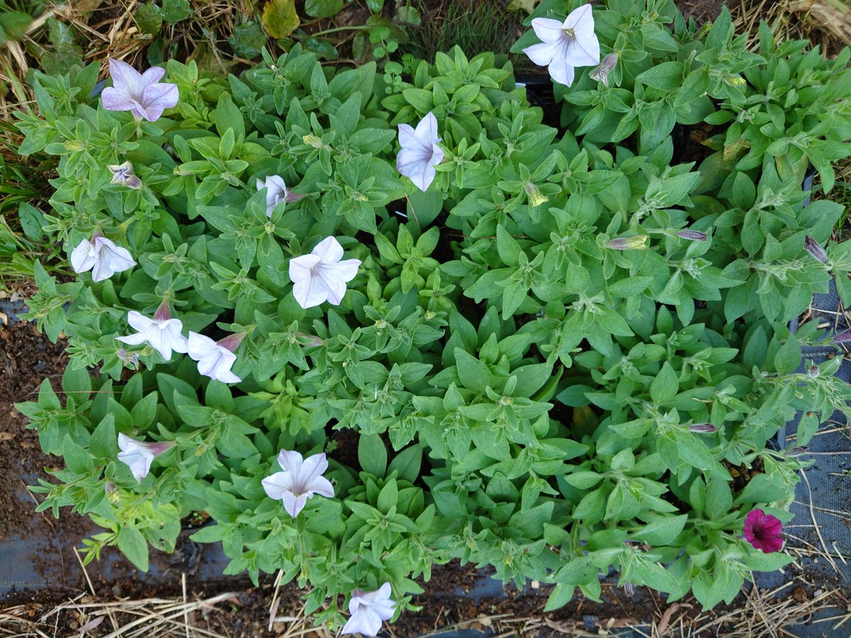 ココネ＠羊術師(@kokone_jp) - Twilog