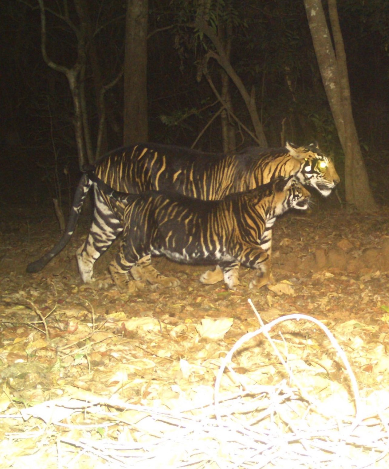 Rare Black Tiger Cryptanthus Black Tiger Very Rare Colour Exotic Live