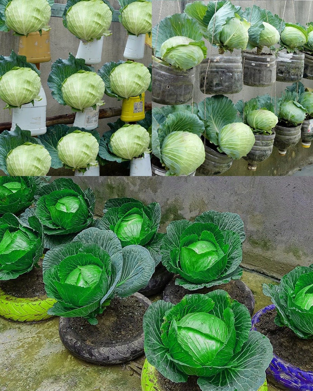 Cabbage Grown In Container Container Planting With Frost Hardy Annuals