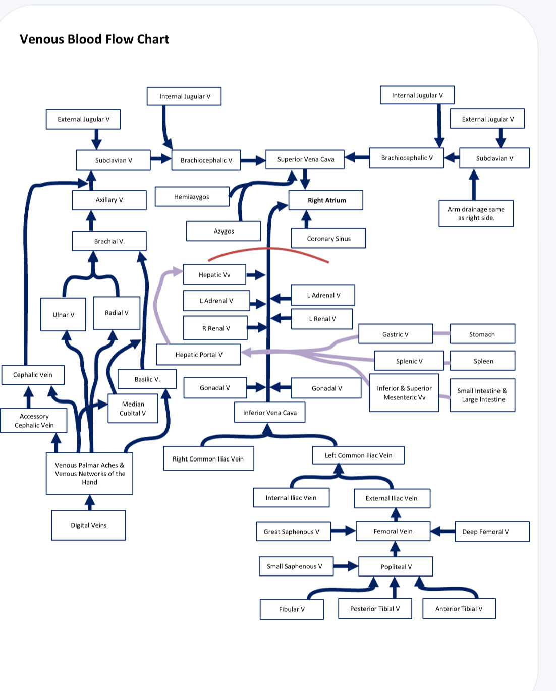 Venous Blood Flow Chart Blood Flow Diagram Stock Vector Images Alamy