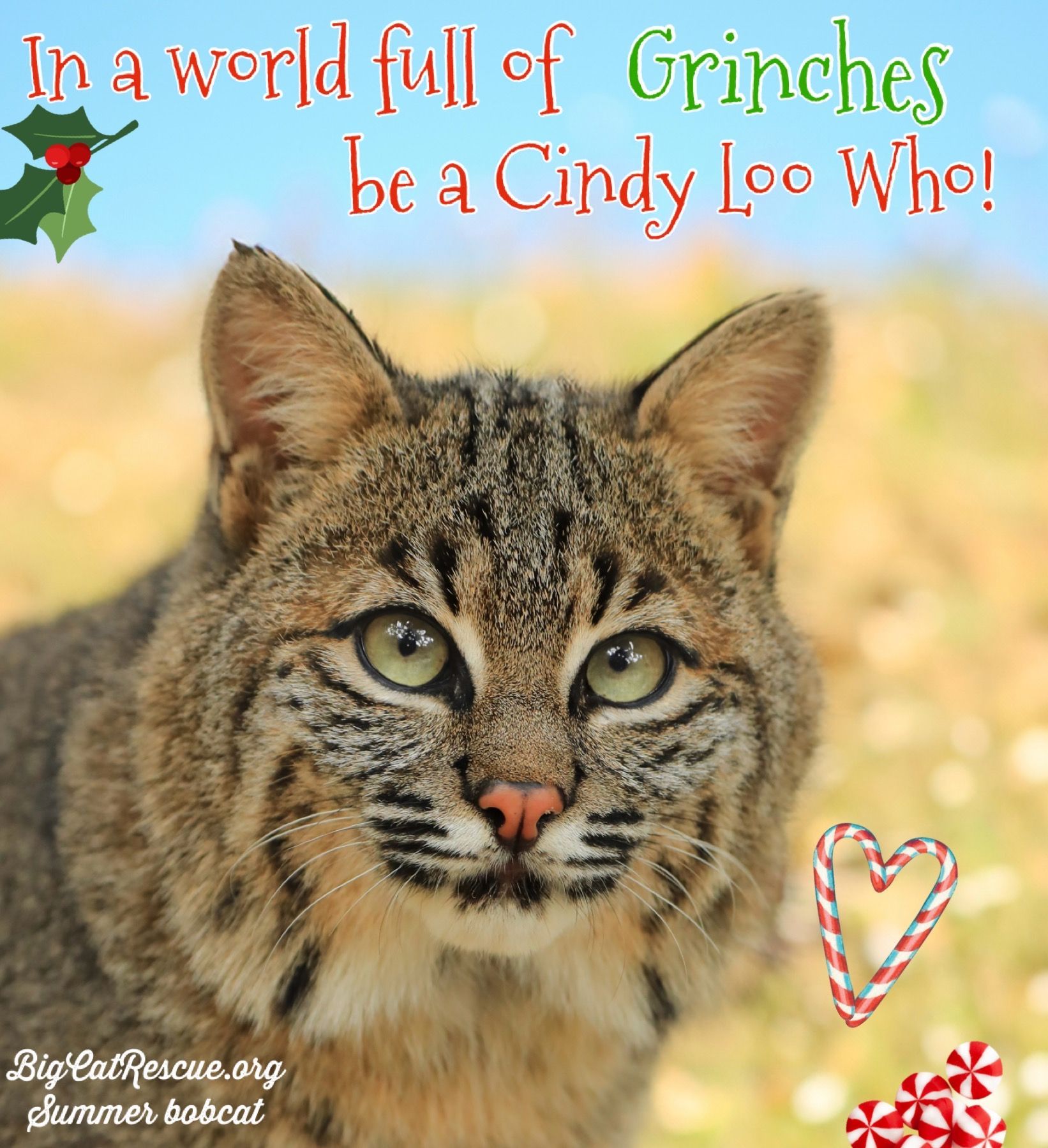 Quotes About Big Cats