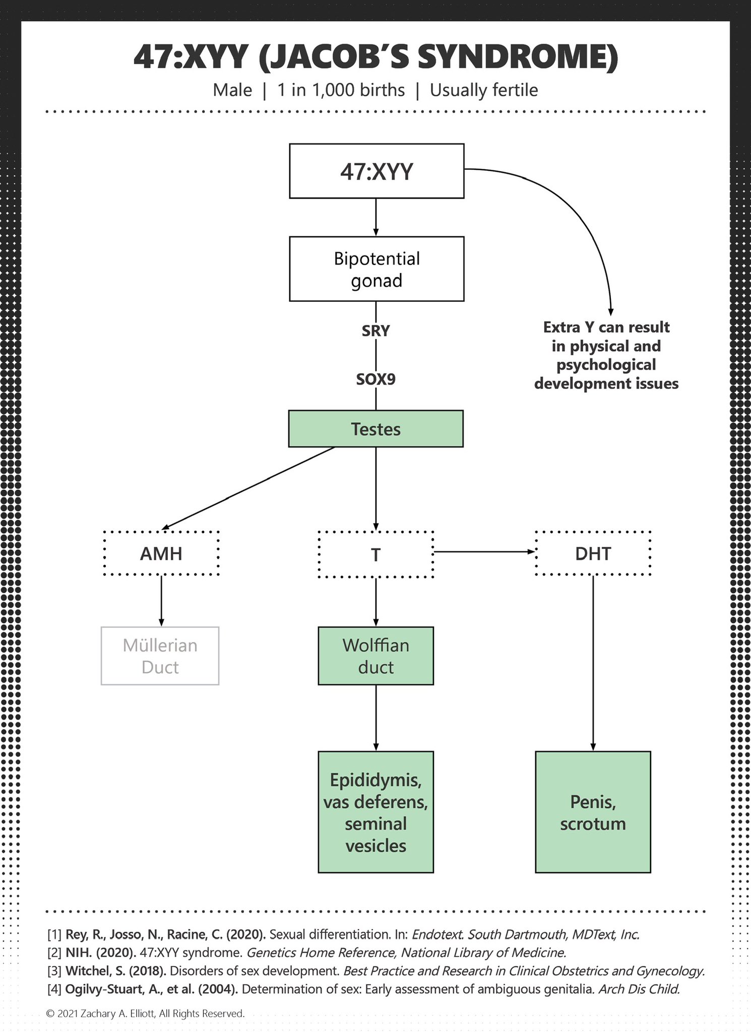 Xyy Genitalia
