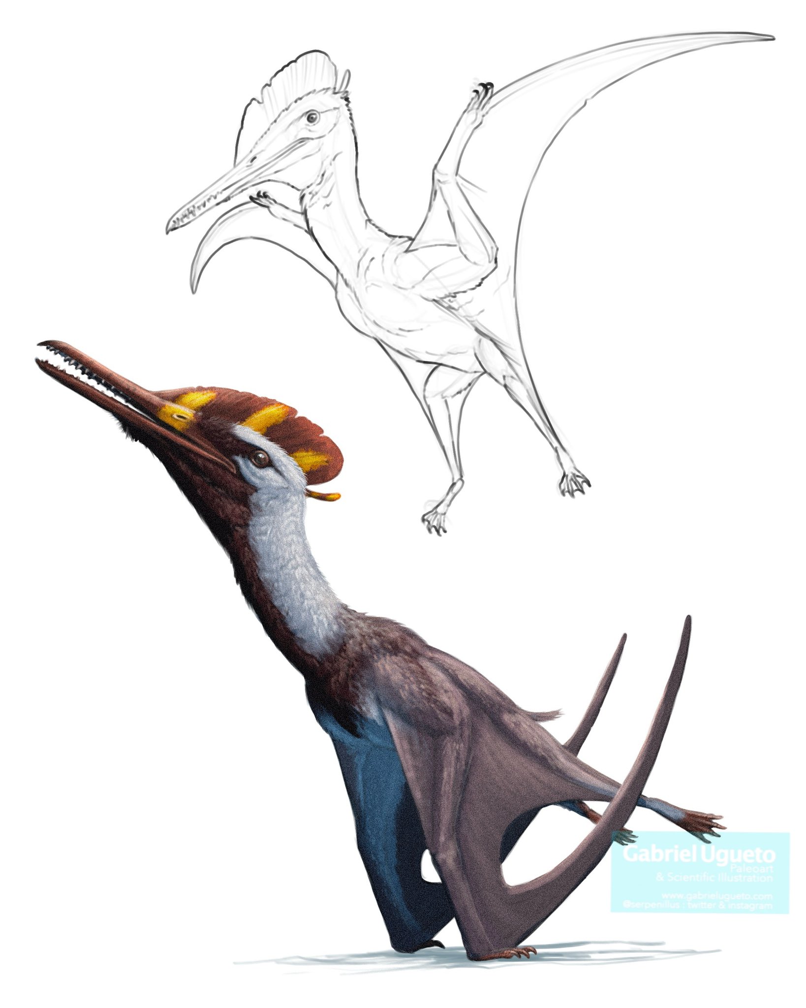 Chartúin Pterodactyl Gleoite New Species Of Pterosaur That Lived