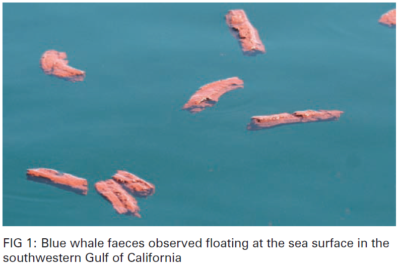 How Large Is Blue Whale Poop
