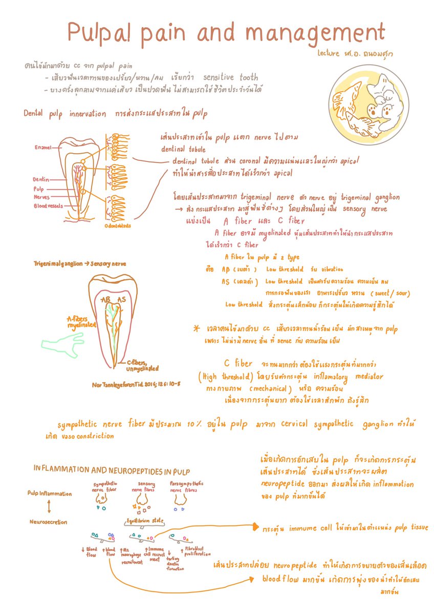 จดเล็คเชอร์มาให้เพื่อน เรื่อง Pulpal pain management ได้ concept คือ 3D ...
