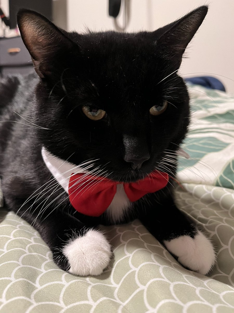How To Make A Cat Bow Tie